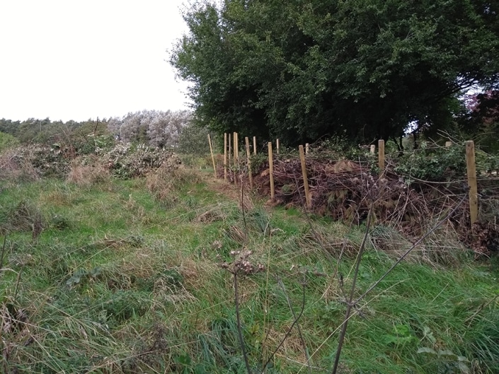 Building a Dead Hedge - Greenergolf
