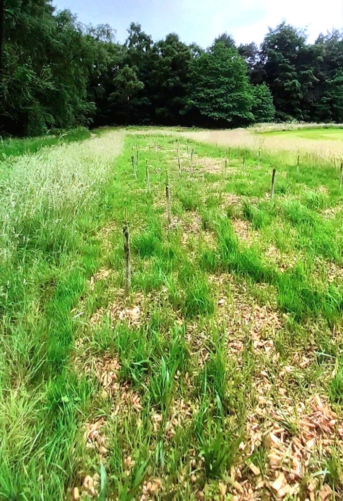 Tree Nursery Or Not Tree Nursery at Lingdale Golf Club by Peter Haddon ...