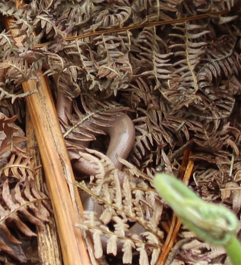 Making Homes for Slow Worms - Greenergolf